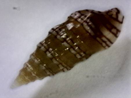 shellauction.net :: Clavus lamberti - 3772602