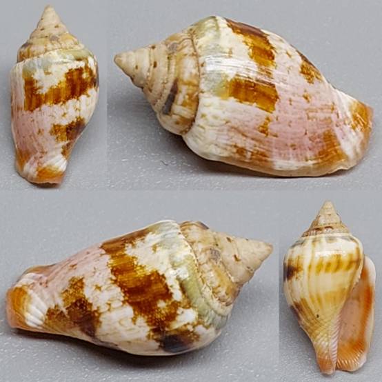 shellauction.net :: Strombus mutabilis - 3772730