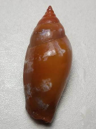 shellauction.net :: Strombus fragilis - 3773095