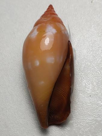 shellauction.net :: Strombus fragilis - 3773095