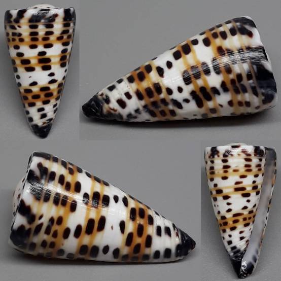 shellauction.net :: Conus litteratus - 3773295