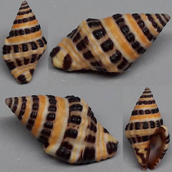 shellauction.net :: Engina lauta - 3773307