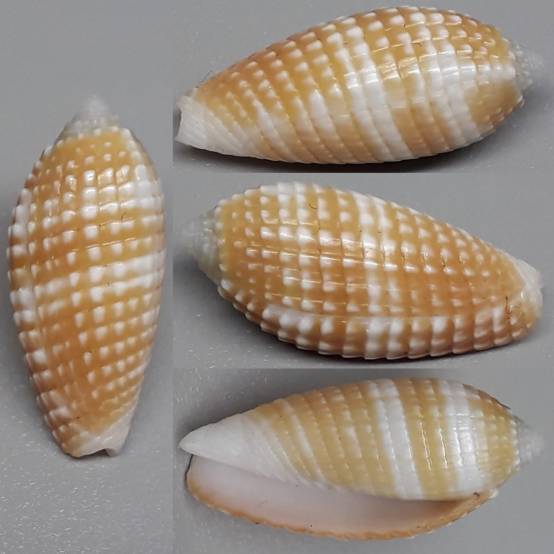 shellauction.net :: Pterygia fenestrata - 3773308