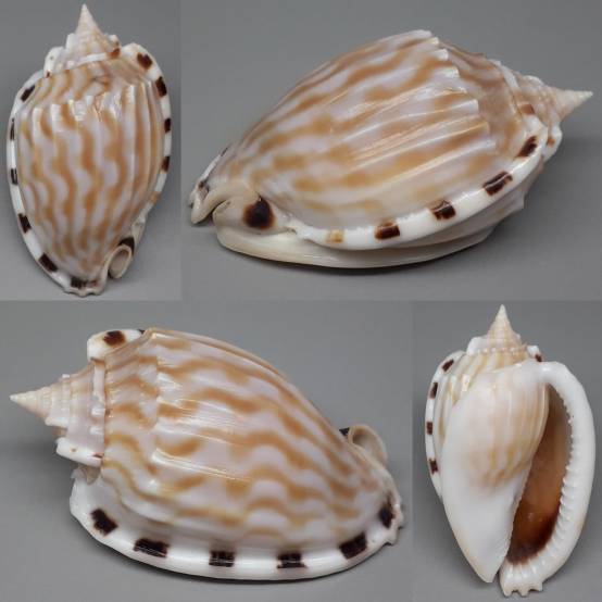 shellauction.net :: Phalium fimbria - 3773372