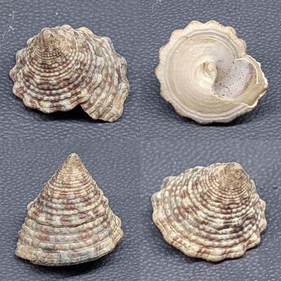 shellauction.net :: Trochus sp. - 3773610