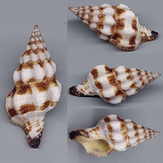 shellauction.net :: Peristernia ustulata - 3774035