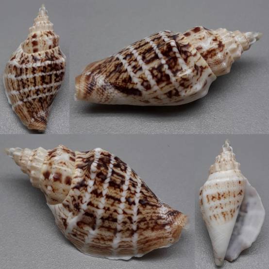 shellauction.net :: Ministrombus variabilis - 3774126