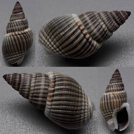 shellauction.net :: Nassarius sp. - 3774223