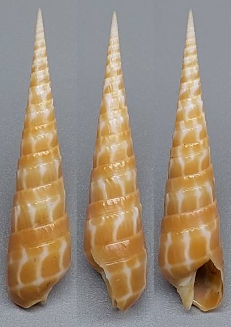 shellauction.net :: Terebra dimidiata - 3774334