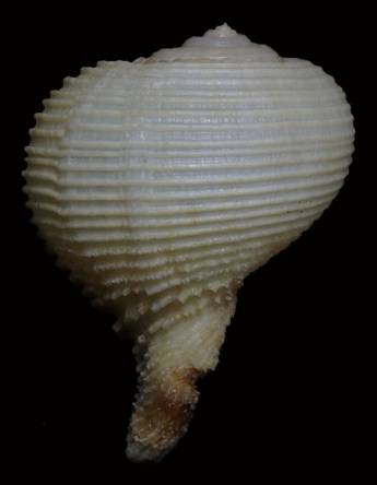 shellauction.net :: Rapa rapa - 3774410