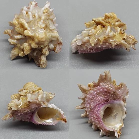 shellauction.net :: Astralium lapillus - 3774693