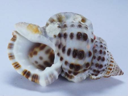 shellauction.net :: Gyrineum natator - 3774816