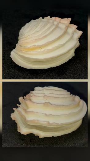 shellauction.net :: Bassina disjecta - 3774872