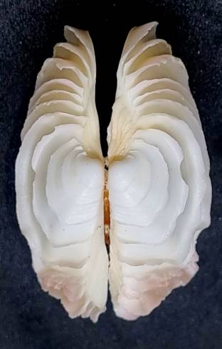 shellauction.net :: Bassina disjecta - 3774872