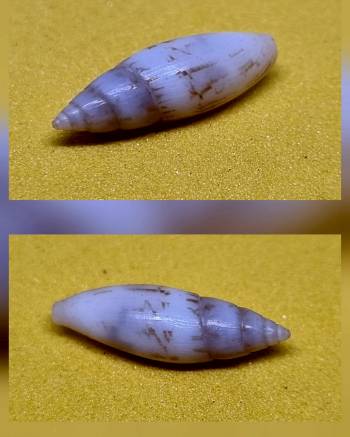 shellauction.net :: Parviterebra brazieri - 3774905