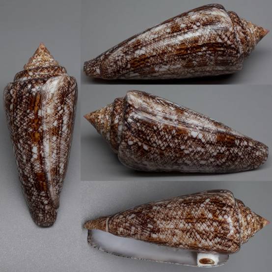 shellauction.net :: Conus gloriamaris - 3774927