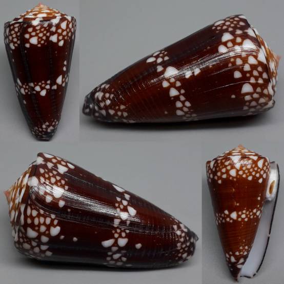 shellauction.net :: Conus nobilis gisellelieae - 3774931