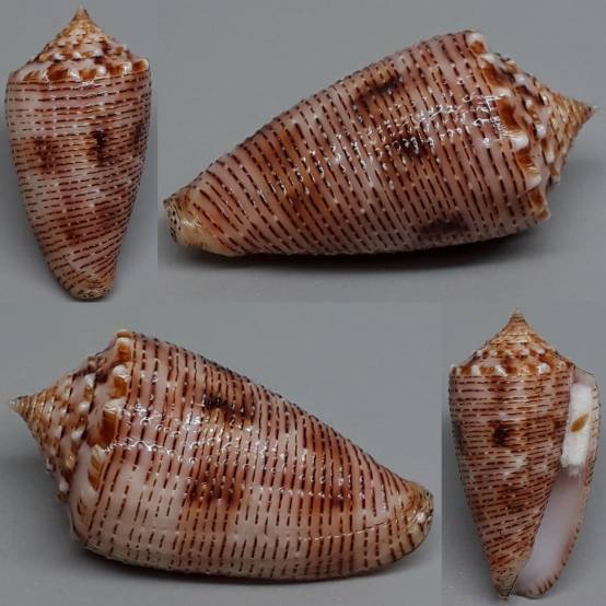 shellauction.net :: Conus proximus - 3774951