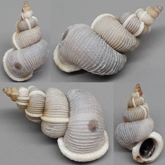 shellauction.net :: Epitonium sp. - 3774983