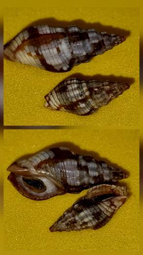 shellauction.net :: Cominella tasmanica - 3775005