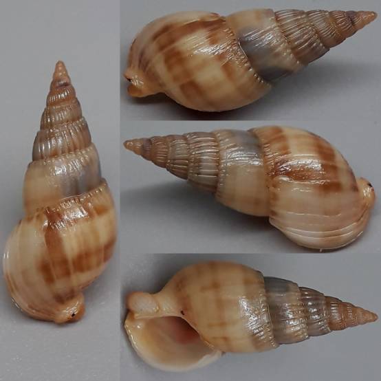 shellauction.net :: Nassarius sp. - 3775014