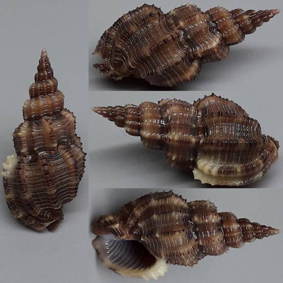 shellauction.net :: Phos senticosus - 3775015