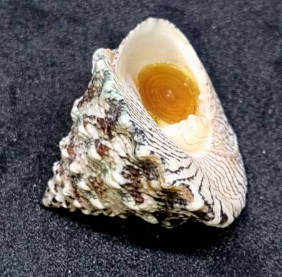 shellauction.net :: Trochus hanleyanus - 3775039