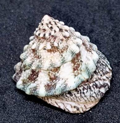 shellauction.net :: Trochus hanleyanus - 3775039
