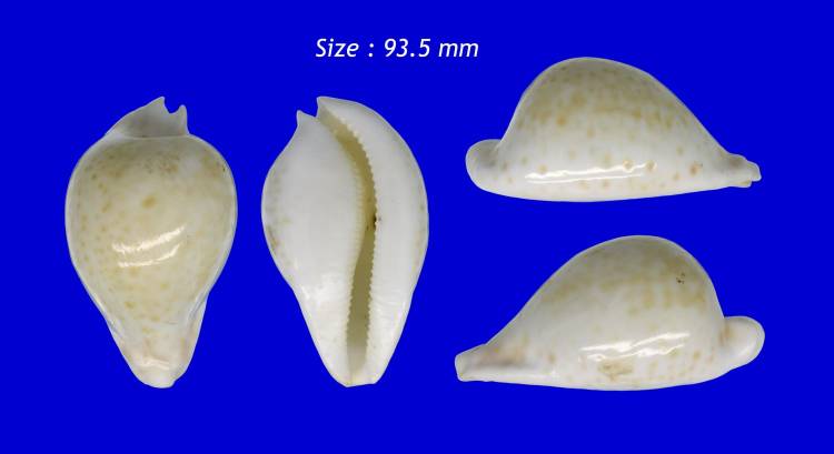 shellauction.net :: Umbilia hesitata - 3775386