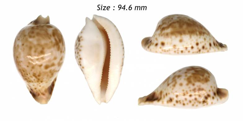 shellauction.net :: Umbilia hesitata - 3775390