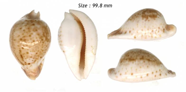 shellauction.net :: Umbilia hesitata - 3775394