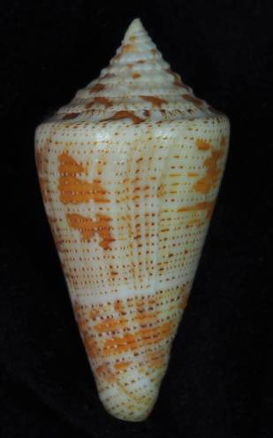 shellauction.net :: Conus cedonulli dominicanus - 3775475