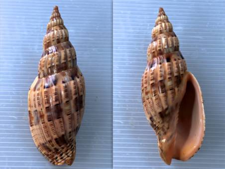 shellauction.net :: Lyria lyraeformis somaliana - 3775489