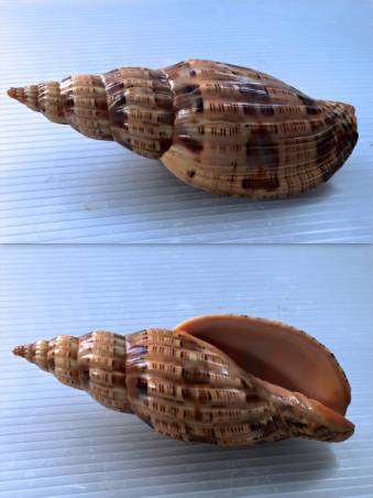 shellauction.net :: Lyria lyraeformis somaliana - 3775489