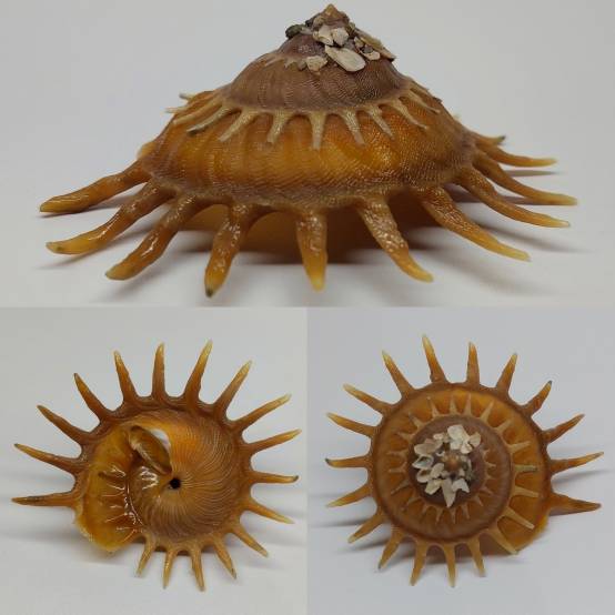 shellauction.net :: Stellaria solaris - 3775910