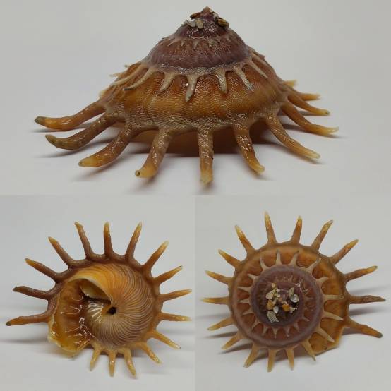 shellauction.net :: Stellaria solaris - 3775911