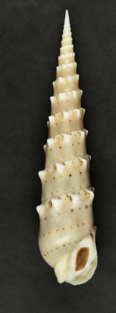 shellauction.net :: Terebra crenulata - 3775927