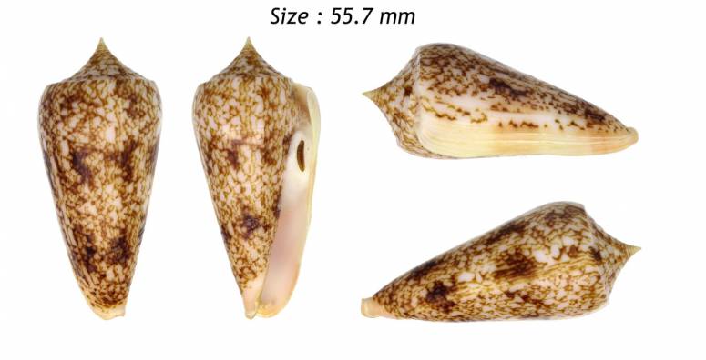 shellauction.net :: Conus neptunus - 3776115
