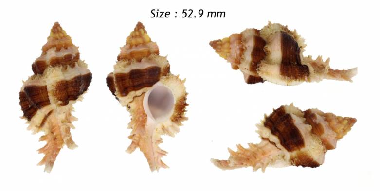 shellauction.net :: Chicomurex venustulus - 3776379
