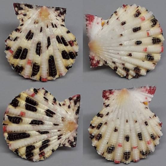 shellauction.net :: Gloripallium pallium - 3776501