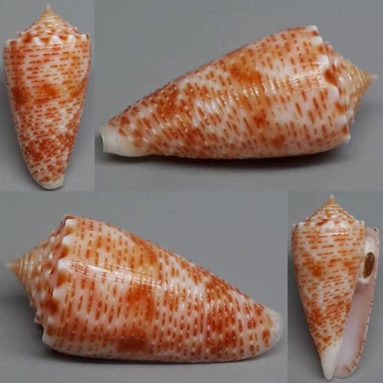 shellauction.net :: Conus proximus - 3776632