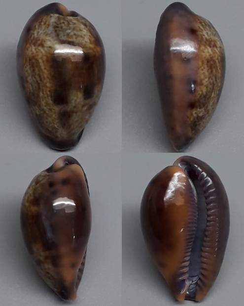 shellauction.net :: Contradusta walkeri - 3776643