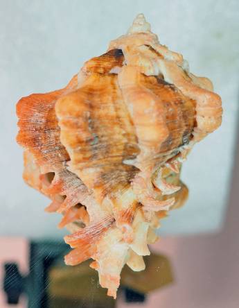 shellauction.net :: Hexaplex kuesterianus - 3777003