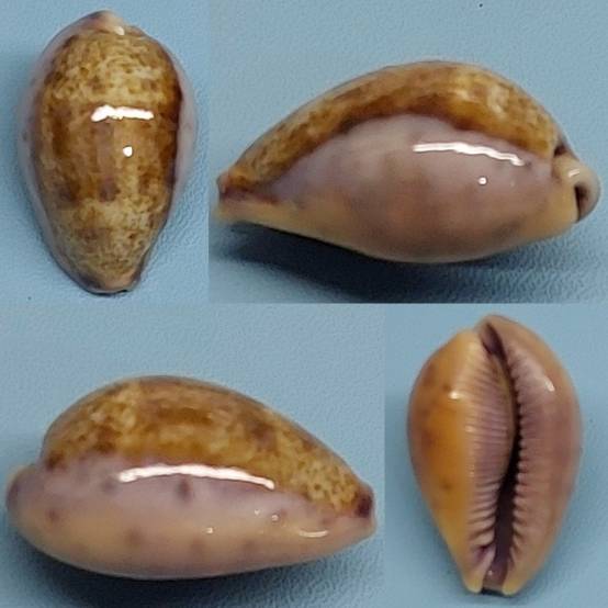 shellauction.net :: Contradusta walkeri - 3777195