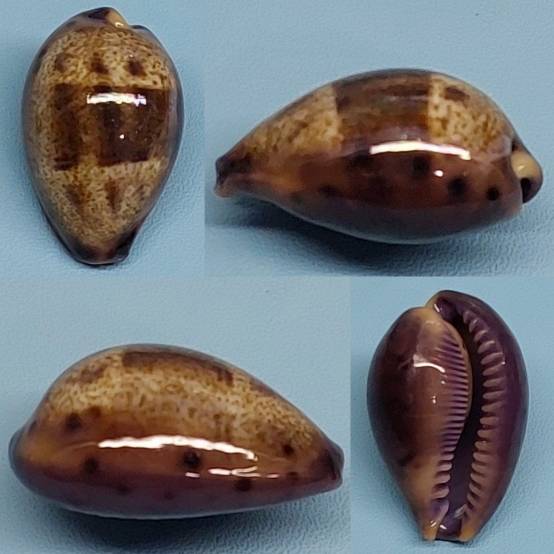 shellauction.net :: Contradusta walkeri - 3777199