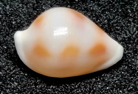 shellauction.net :: Diminovula aurantiomacula - 3777379