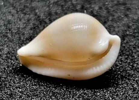 shellauction.net :: Diminovula aurantiomacula - 3777379