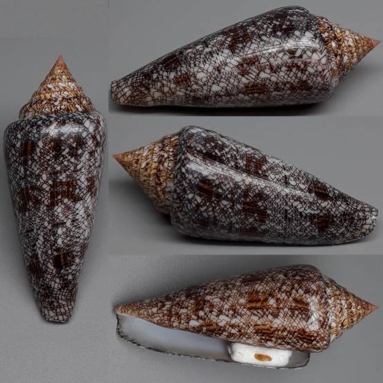 shellauction.net :: Conus gloriamaris - 3777409