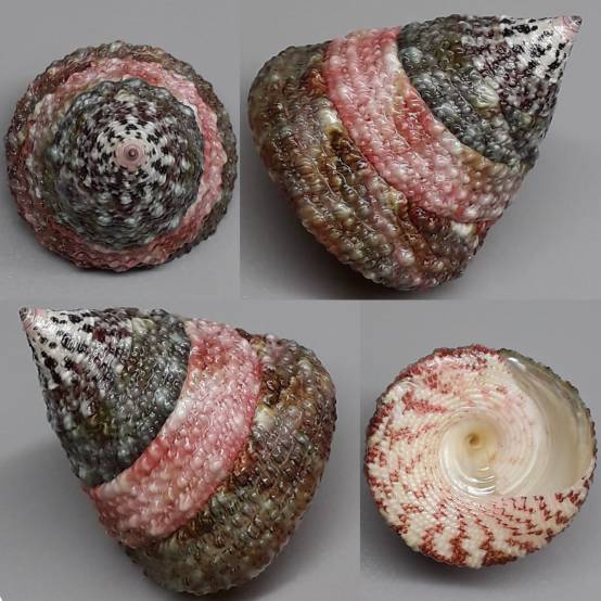 shellauction.net :: Trochus maculatus - 3777429