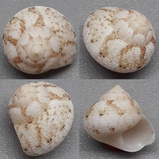 shellauction.net :: Ethalia sp. - 3777566